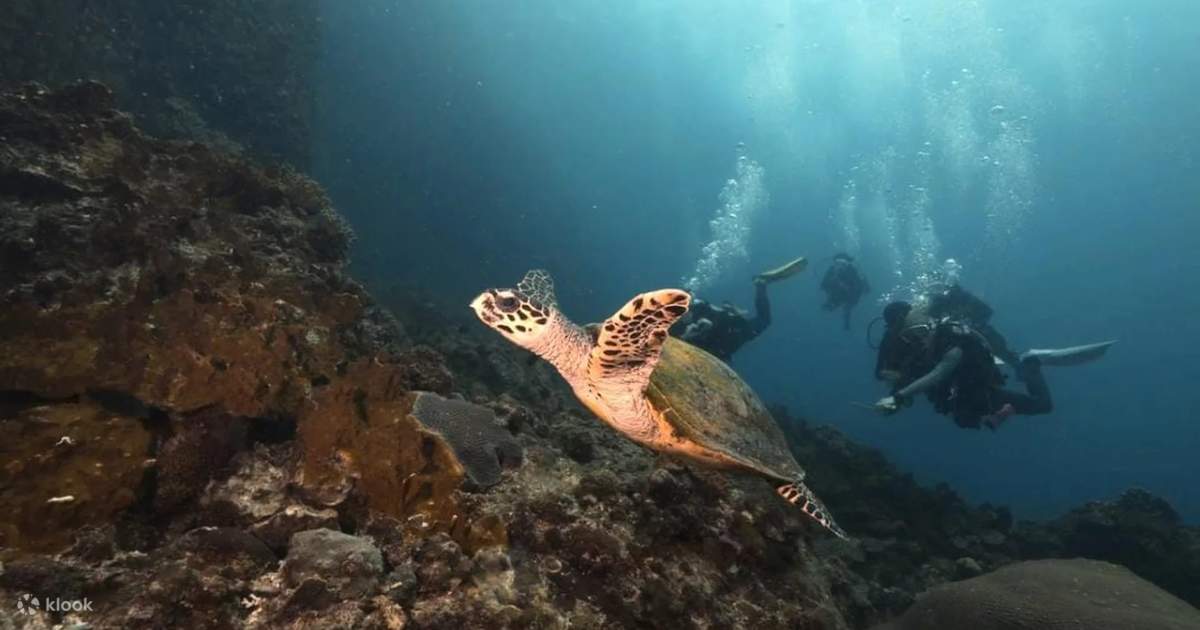 开始您的潜水之旅:在我们的 Padi 度假村的热浪岛 Padi 开放水域潜水员课程 Klook客路